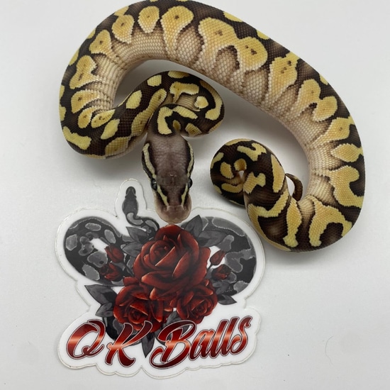 Butter Pastel, Pos Het Hypo Ball Python by Okballs