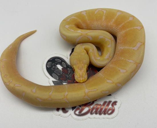 Spider Albino Ball Python by OKBALLS