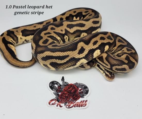 Pastel Leopard Het Genetic Stripe Ball Python by OKBALLS