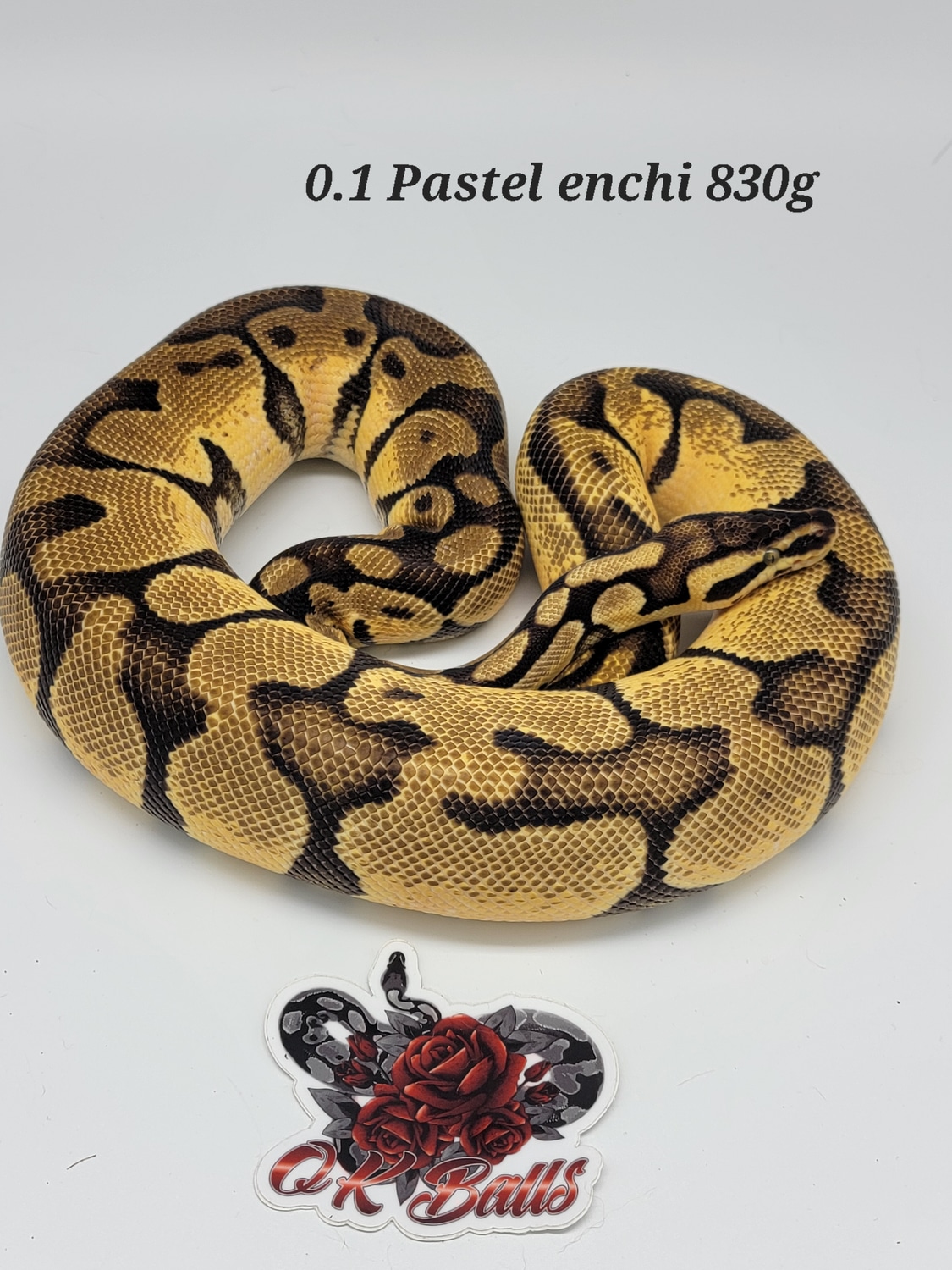 Pastel Enchi Ball Python by Okballs - MorphMarket