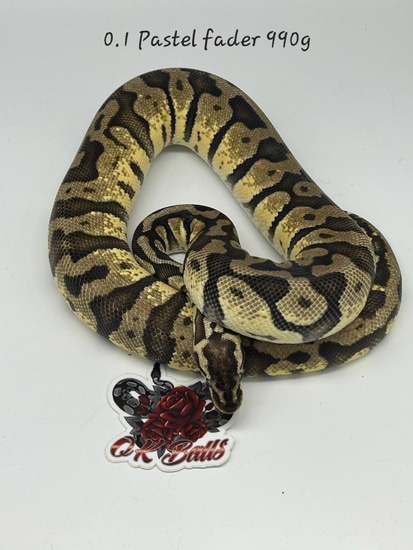 Pastel Fader Ball Python by Okballs