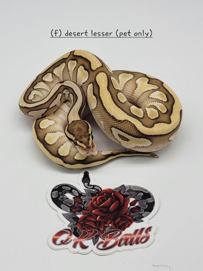 Desert Lesser (Pet Only) Ball Python by OKBALLS