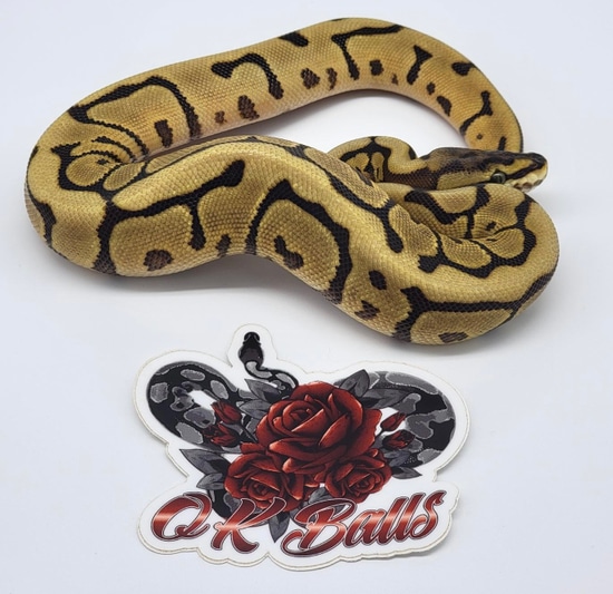 Leopard Mojave Spider Ball Python by Okballs