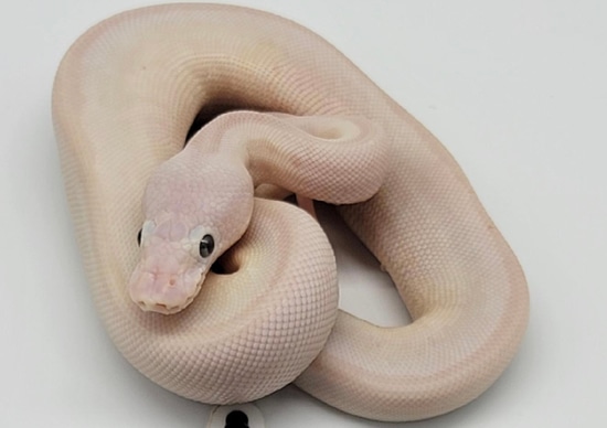Lesser Mojave Bel Ball Python by OKBALLS