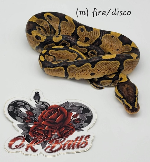 Disco/Fire Ball Python by Okballs
