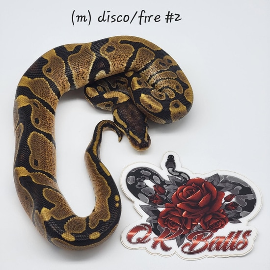 Disco/Fire Ball Python by Okballs