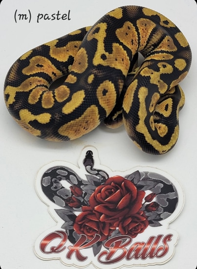 Pastel Ball Python by OKBALLS