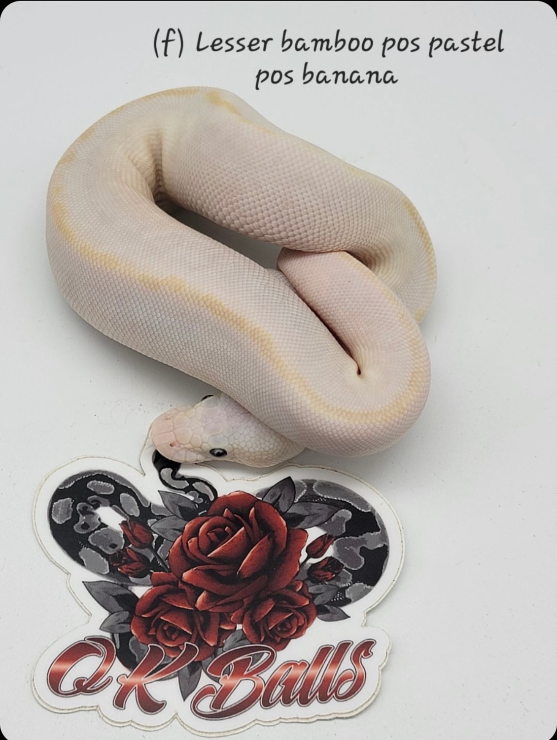 Lesser Bamboo Pos Pastel Pos Banana Ball Python by Okballs - MorphMarket