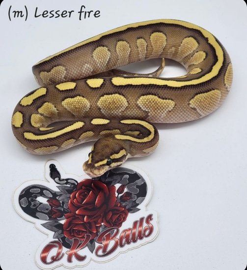 Lesser Fire Ball Python by OKBALLS