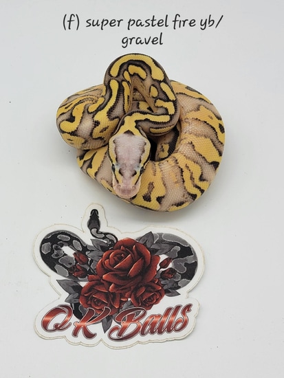 Super Pastel Fire YB/Gravel Ball Python by Okballs