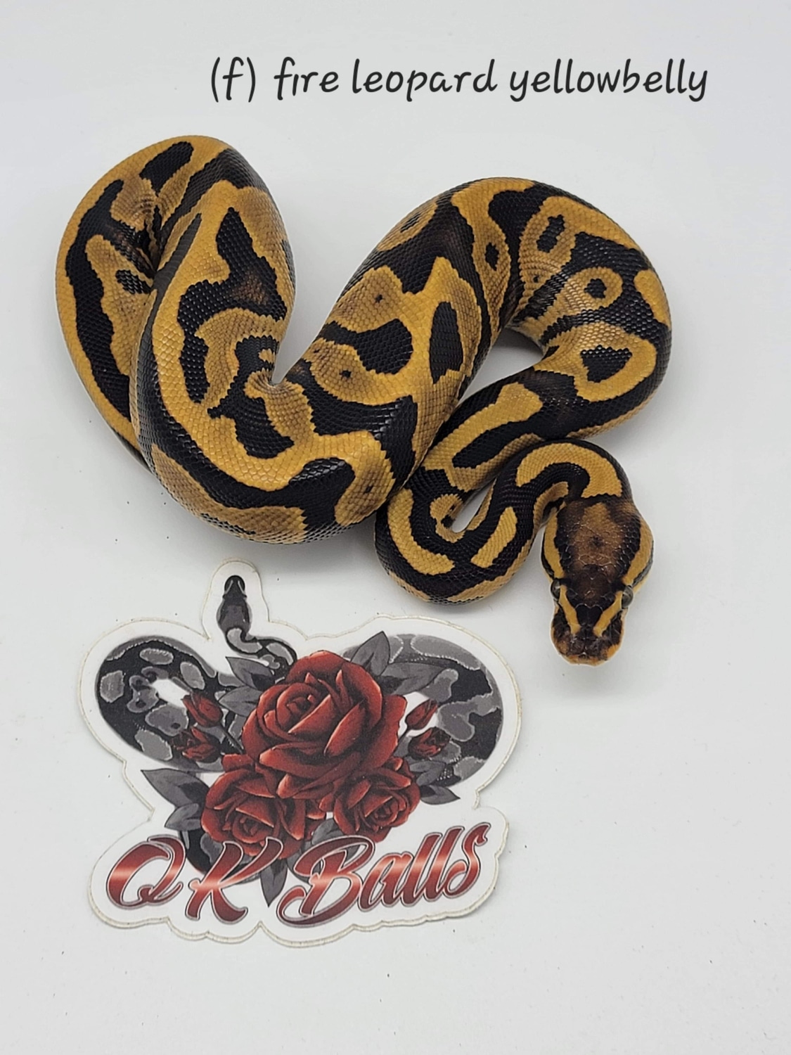 Fire Leopard Yellowbelly Ball Python by Okballs - MorphMarket
