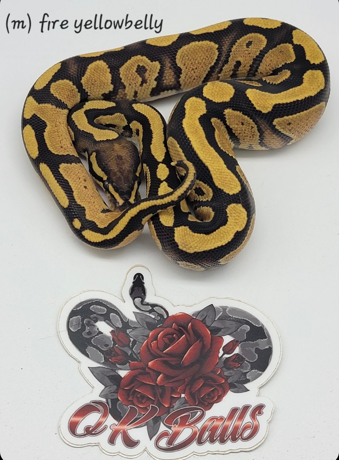 Fire Yellowbelly Ball Python by Okballs - MorphMarket