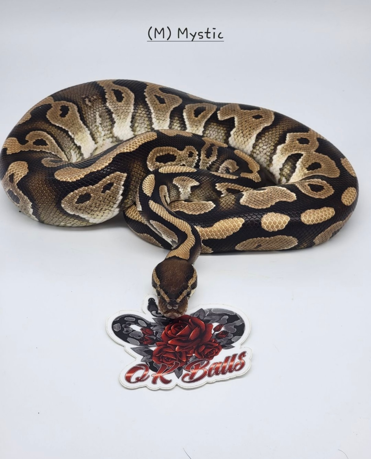 Mystic Ball Python by Okballs - MorphMarket