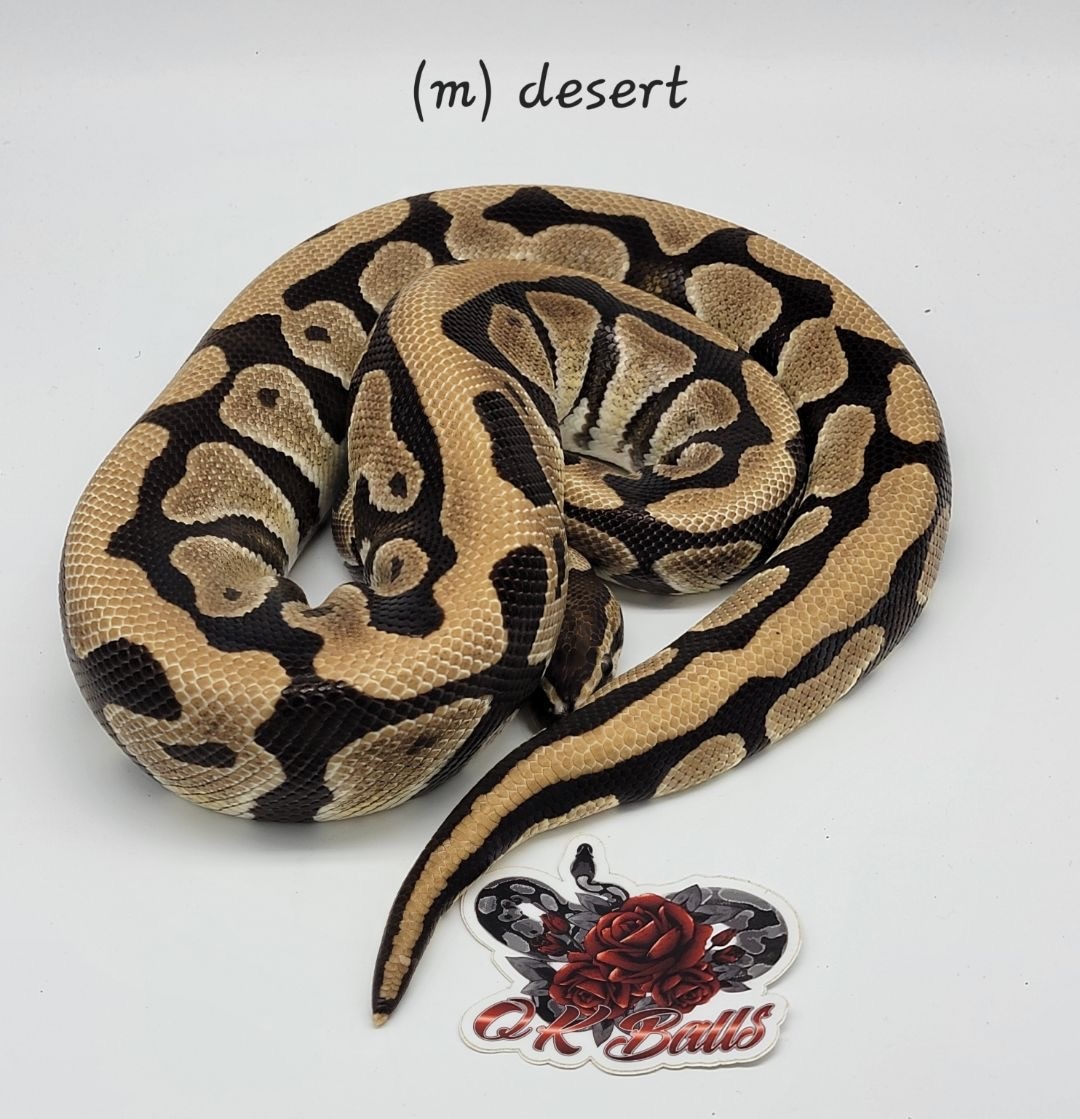 Desert Ball Python by Okballs - MorphMarket