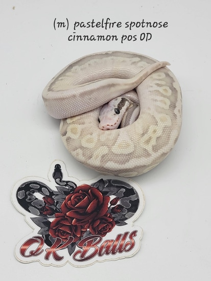 Super Pastel Fire Spotnose Cinny Pos Od Ball Python by Okballs