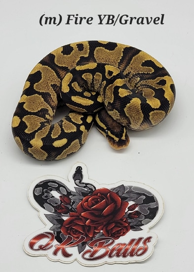 Fire YB/Gravel Ball Python by OKBALLS