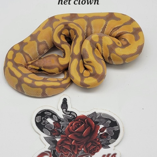 Okballs - MorphMarket