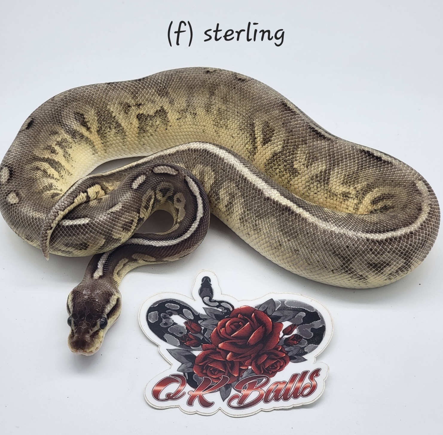 Sterling Ball Python by Okballs - MorphMarket