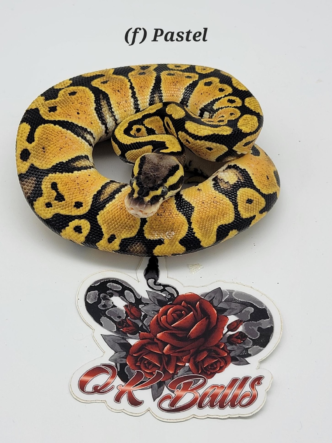 Pastel Ball Python by Okballs - MorphMarket