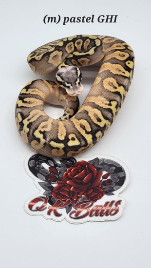 Pastel Ghi Ball Python by OKBALLS