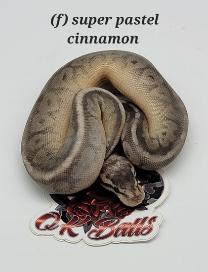Super Pastel Cinnamon Ball Python by OKBALLS
