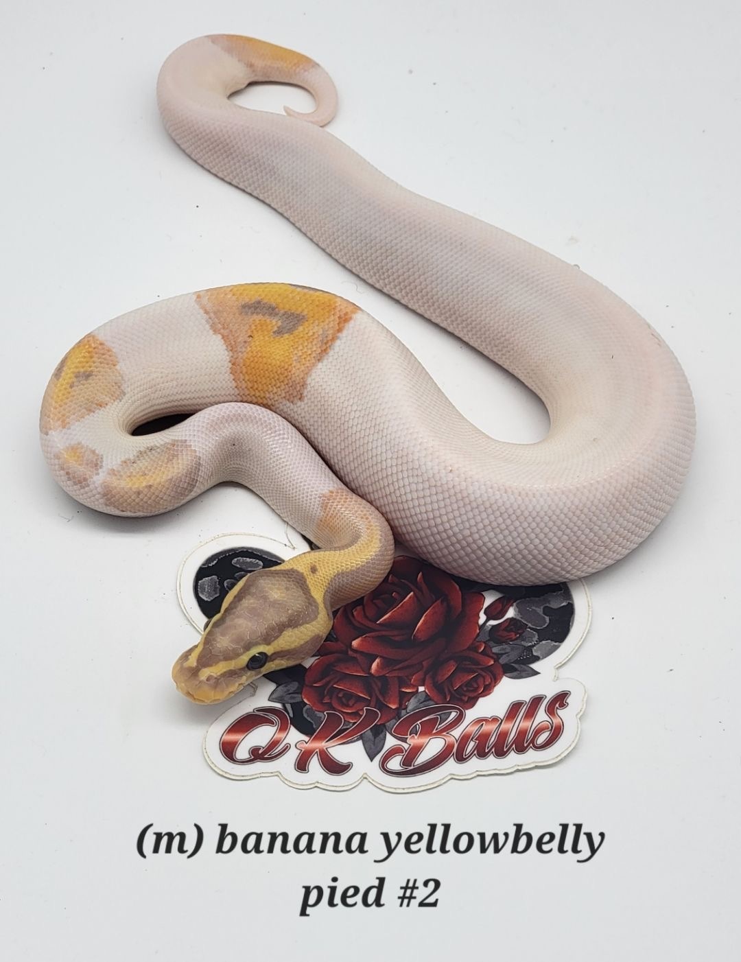 Banana Yb Pied Ball Python by Okballs - MorphMarket