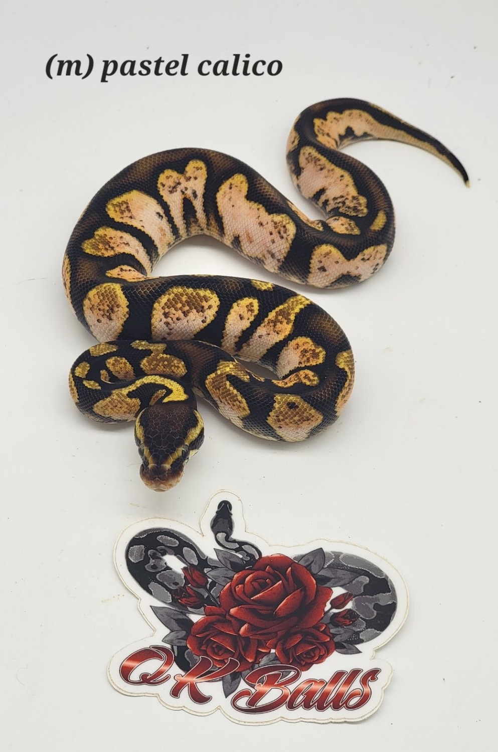 Pastel Calico Ball Python by Okballs - MorphMarket