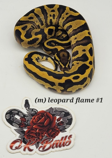 Leopard Flame Ball Python by OKBALLS