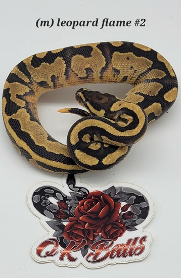 Leoard Flame Ball Python by Okballs