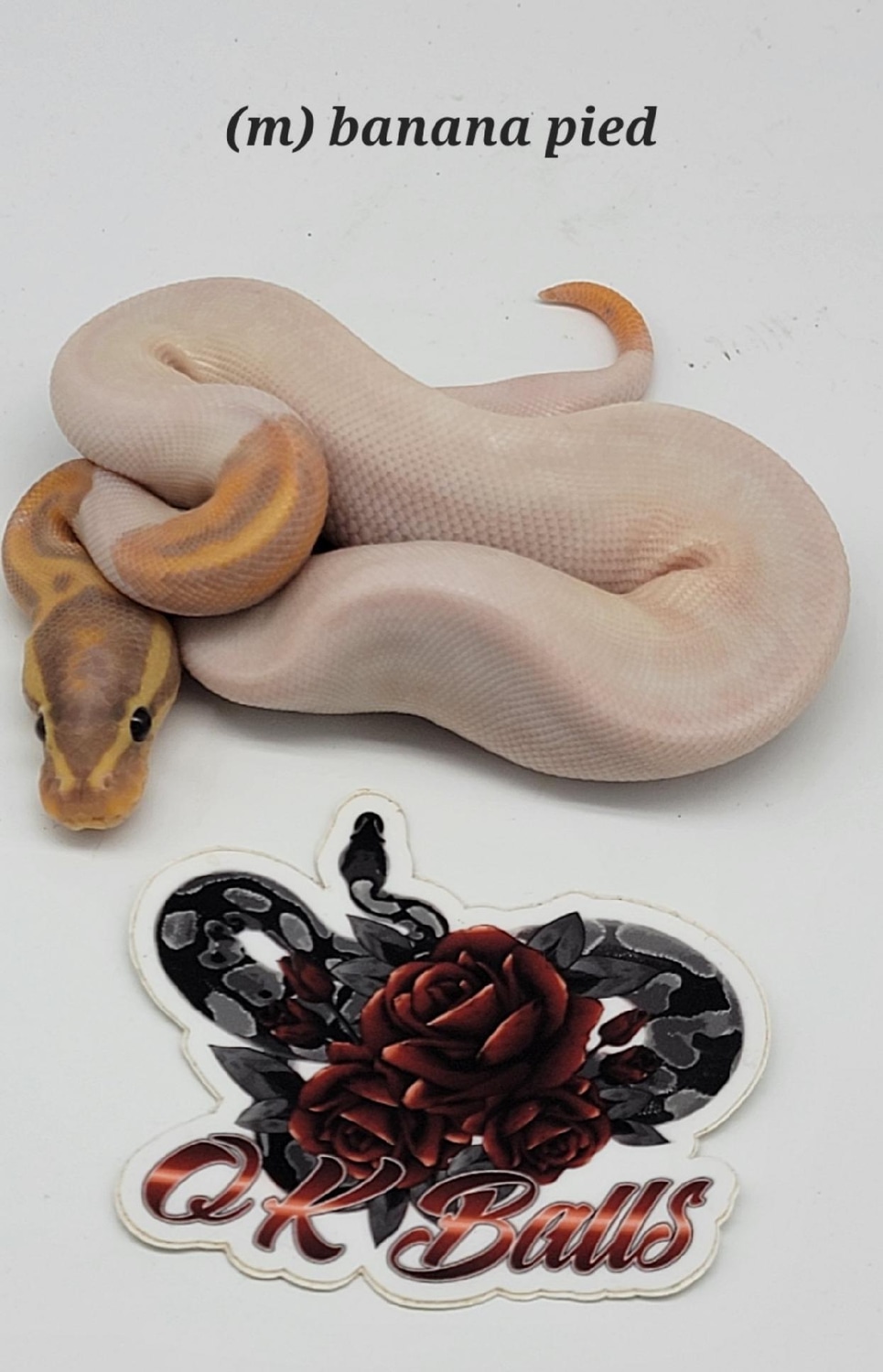 1.0 Banana Pied Ball Python by Okballs - MorphMarket
