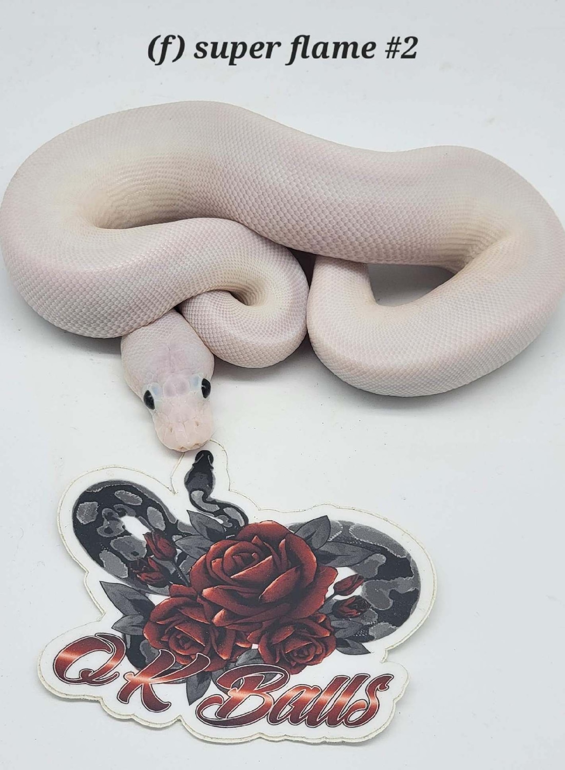 0.1 Super Flame #2 Ball Python by Okballs - MorphMarket