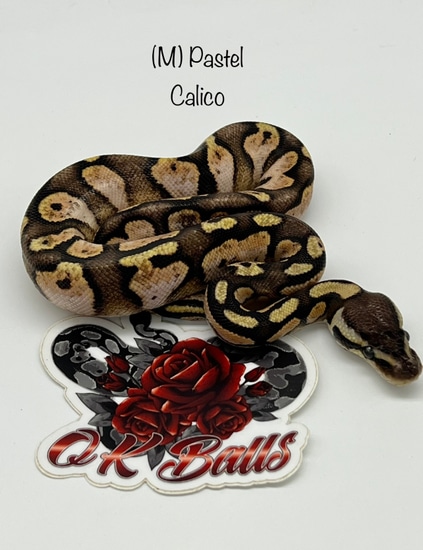 Pastel Calico Ball Python by OKBALLS