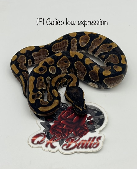 Low Expression Calico Ball Python by Okballs
