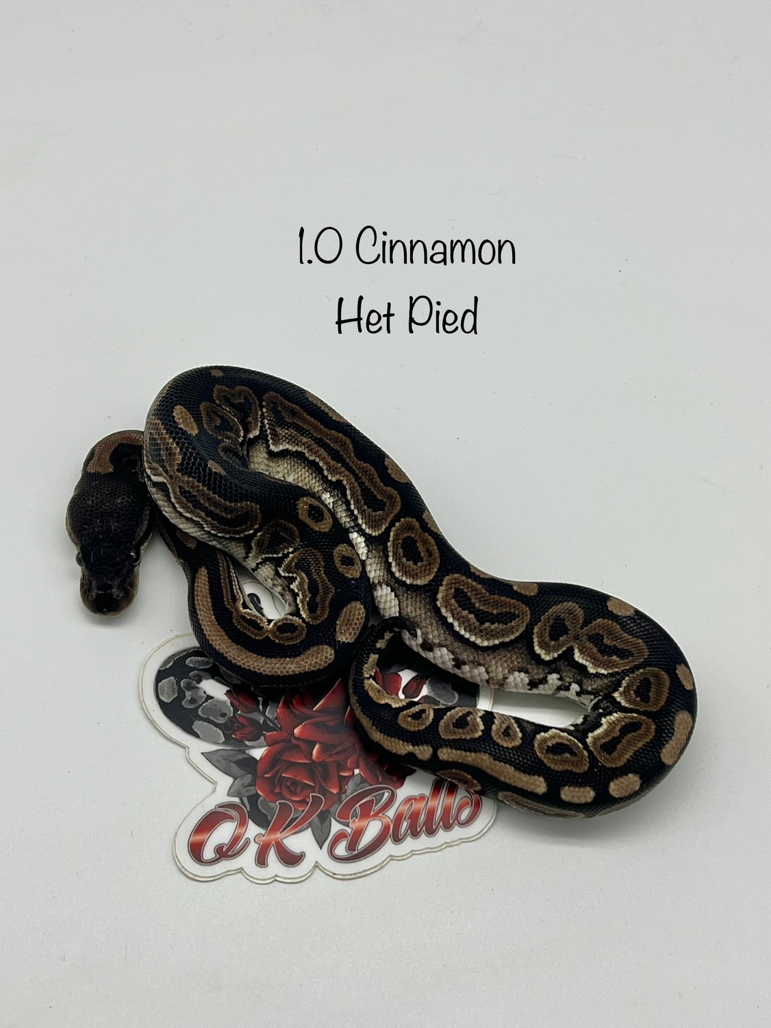 Cinnamon Het Pied Ball Python by Okballs - MorphMarket