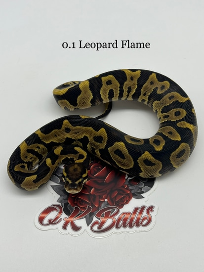 Leopard Flame Ball Python by OKBALLS