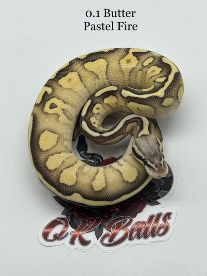 Butter Pastel Fire Ball Python by OKBALLS