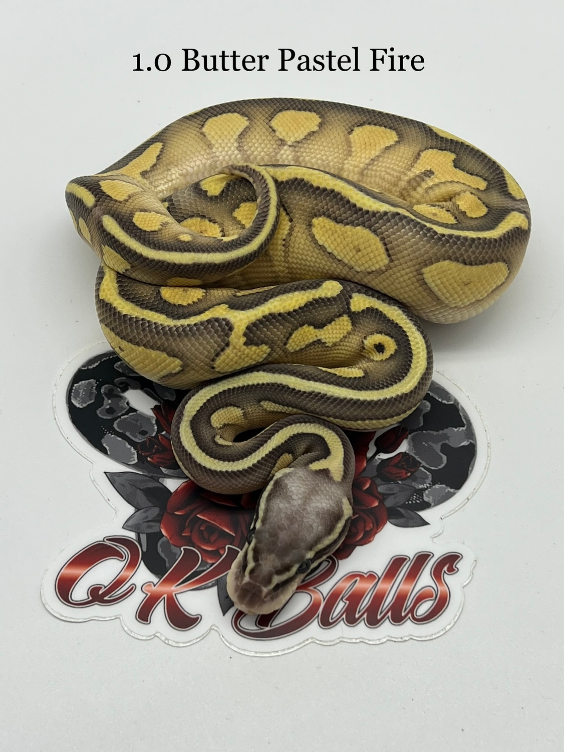 Butter Pastel Fire Ball Python by Okballs - MorphMarket