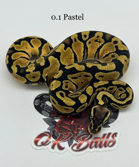 Pastel Ball Python by OKBALLS