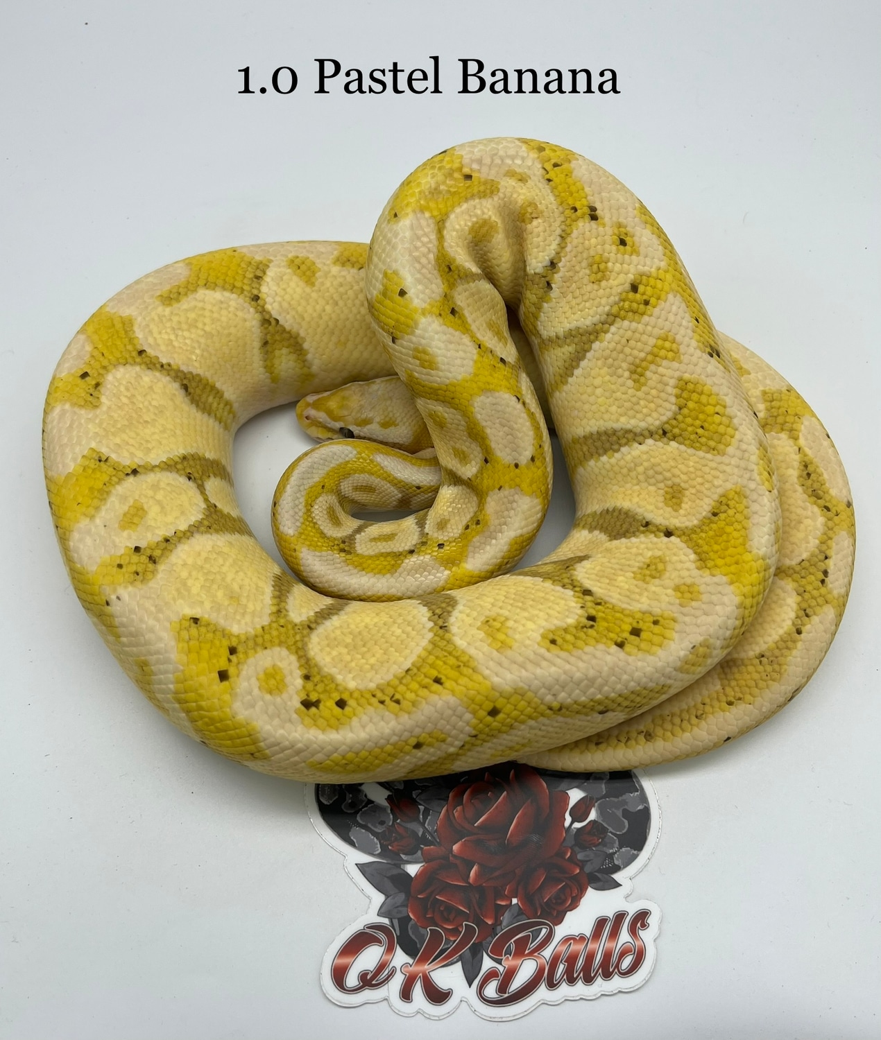 Banana Pastel Ball Python by Okballs - MorphMarket