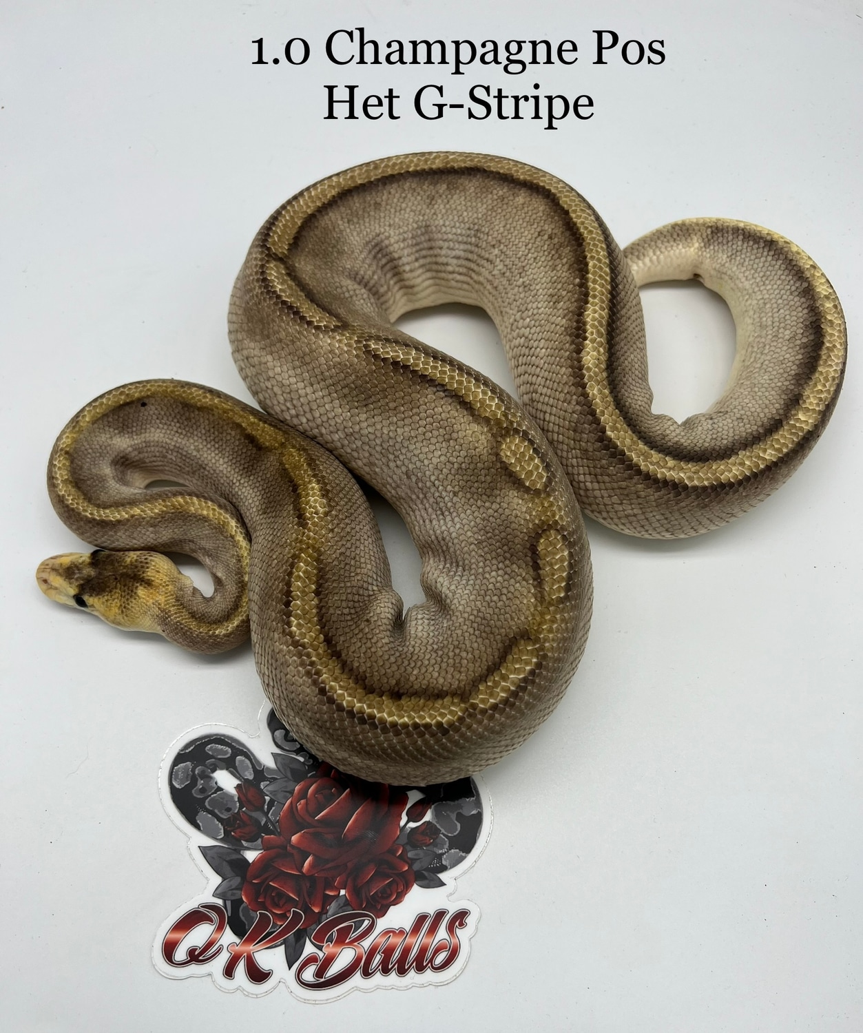 Champagne Pos Het G-Stripe Ball Python by Okballs - MorphMarket