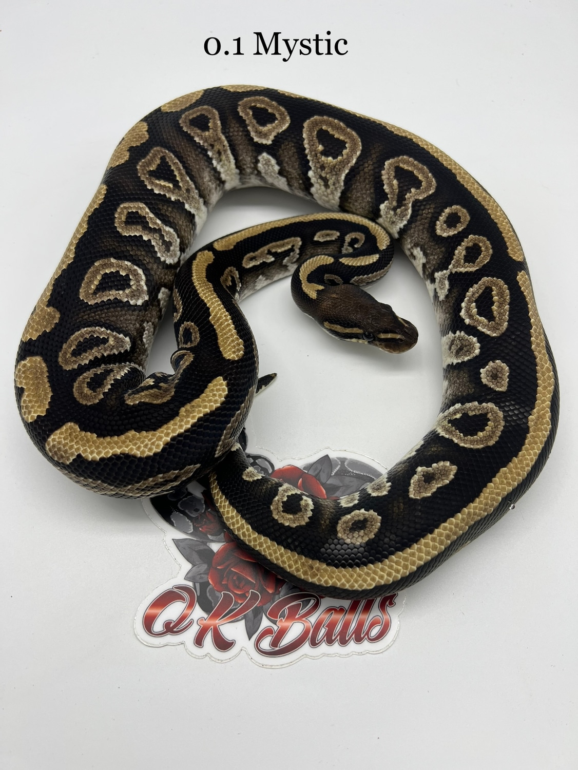 Mystic Ball Python by Okballs - MorphMarket