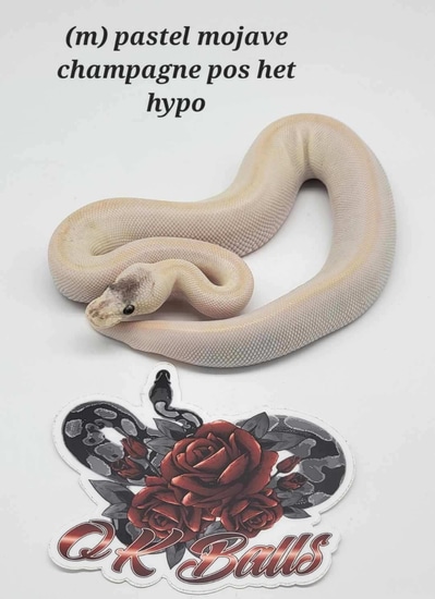 Pastel Champagne Mojave Het Hypo Ball Python by Okballs