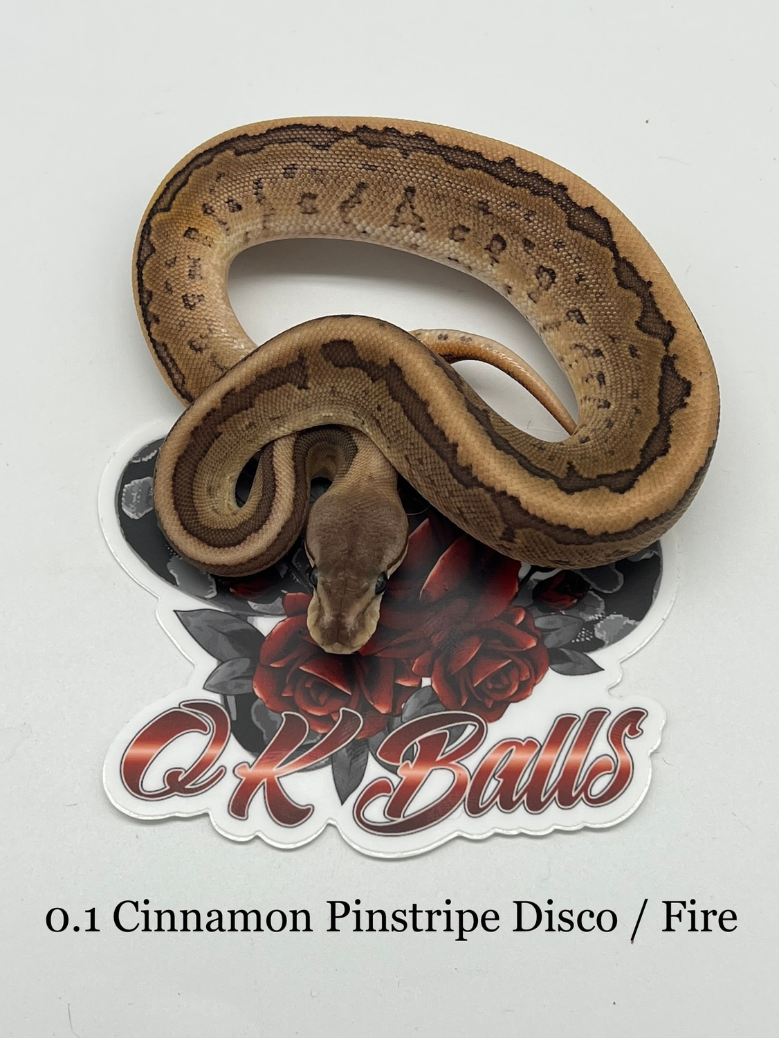 Cinnamon Pinstripe Disco/Fire Ball Python by Okballs - MorphMarket
