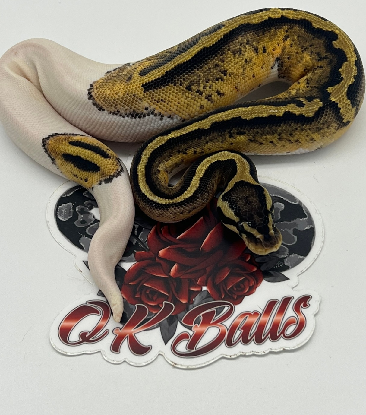 Patel YB Pied Ball Python by Okballs - MorphMarket