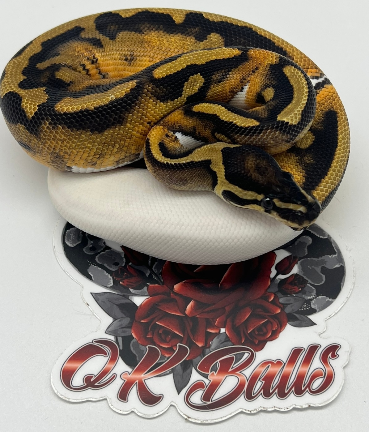 Pied Ball Python by Okballs - MorphMarket
