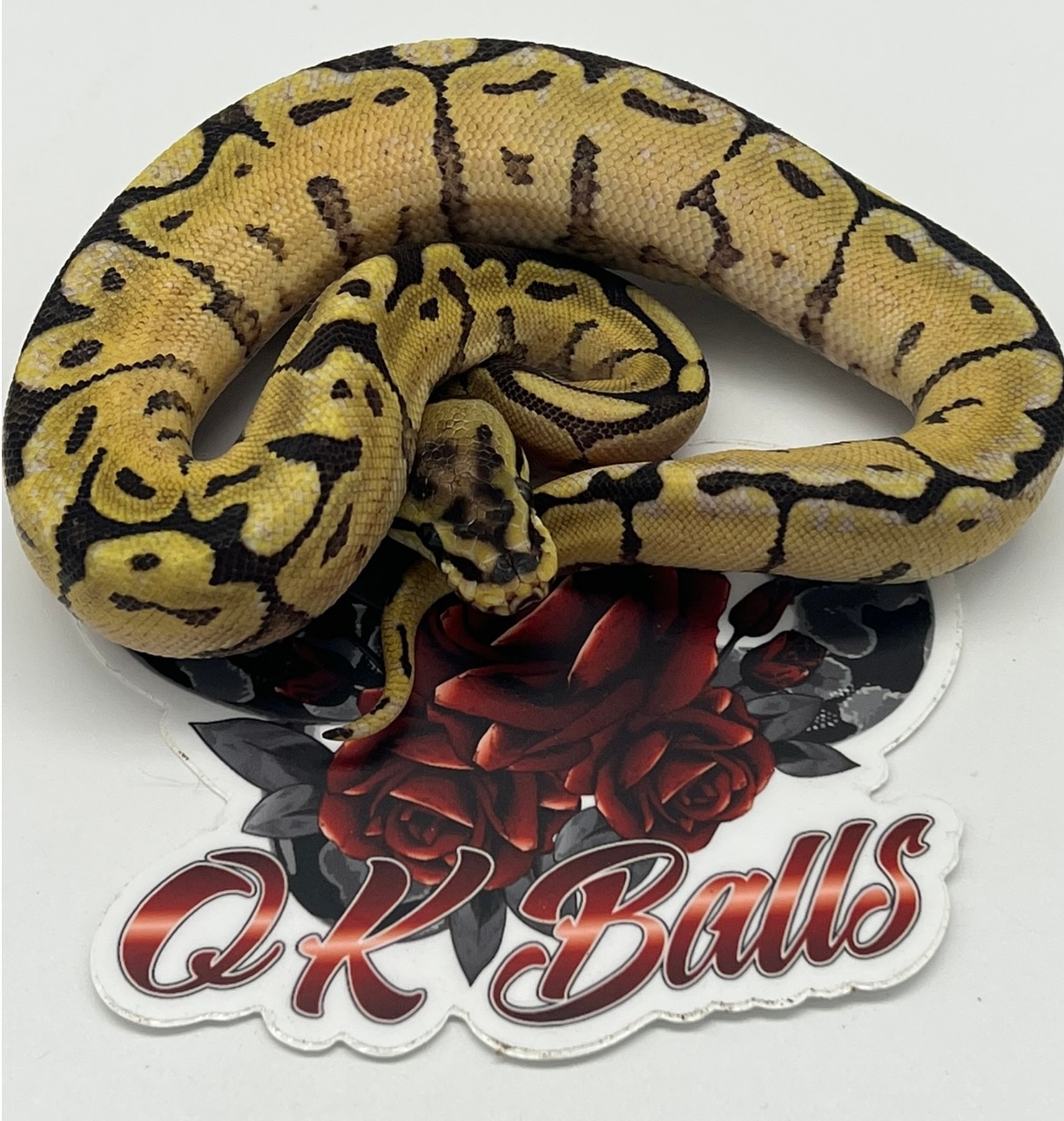 Fire/disco Spider Phantom Ball Python by Okballs - MorphMarket