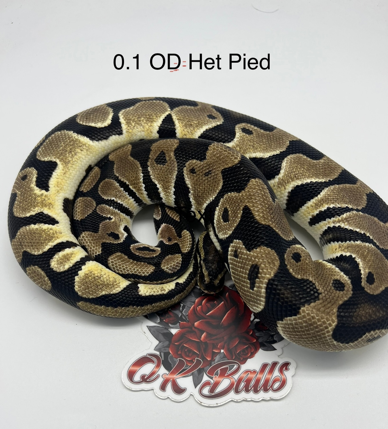 OD Het Pied Ball Python by Okballs - MorphMarket
