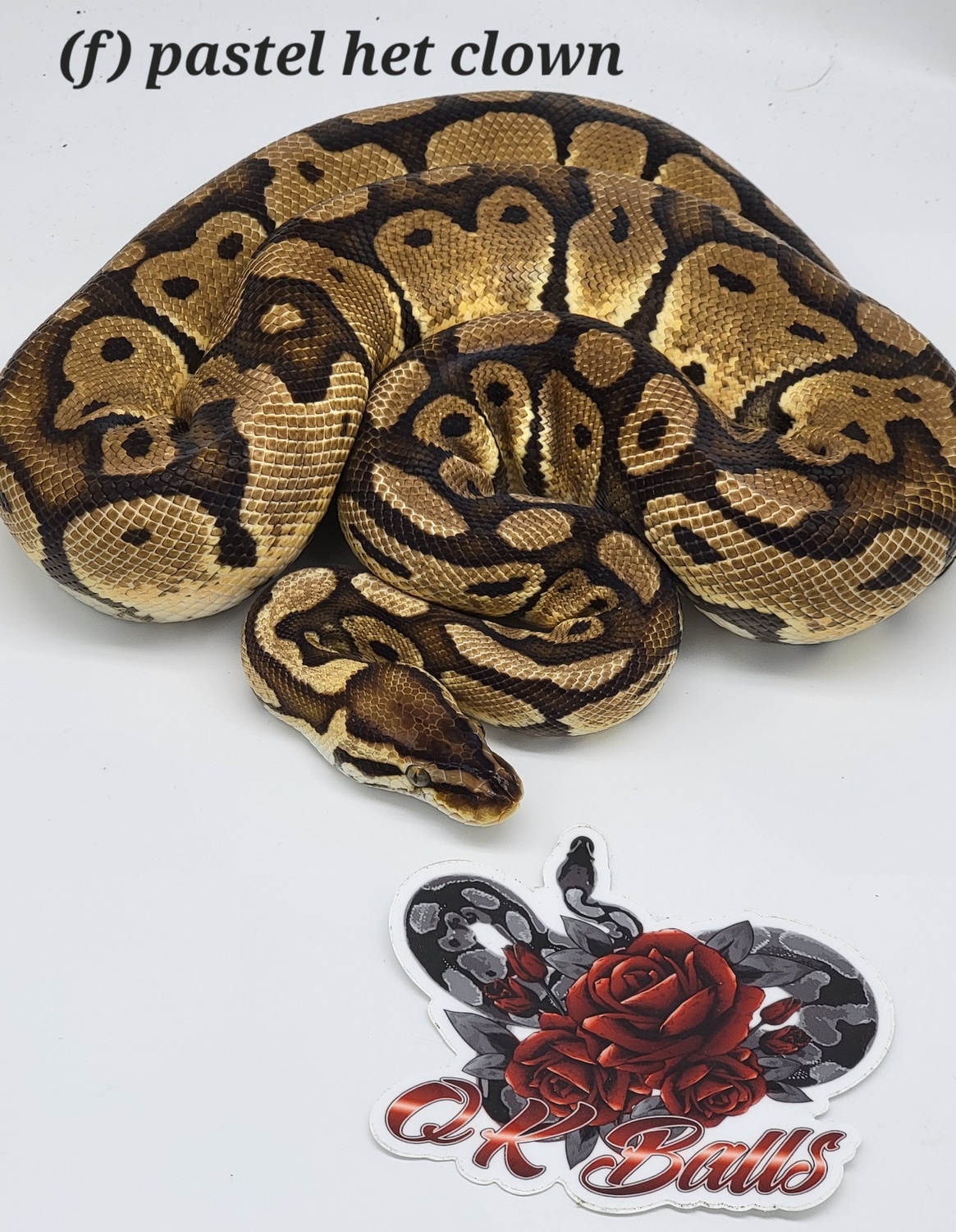 Pastel Het Clown Ball Python by Okballs - MorphMarket