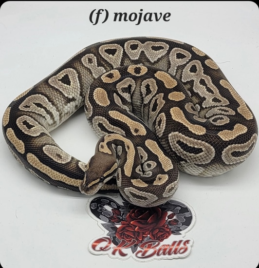 Mojave Ball Python by OKBALLS