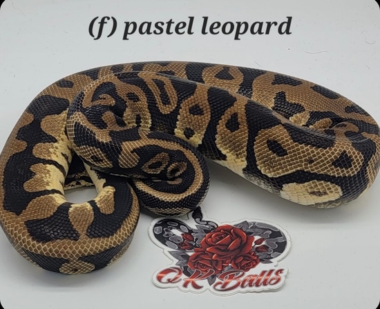 Pastel Leopard Ball Python by OKBALLS
